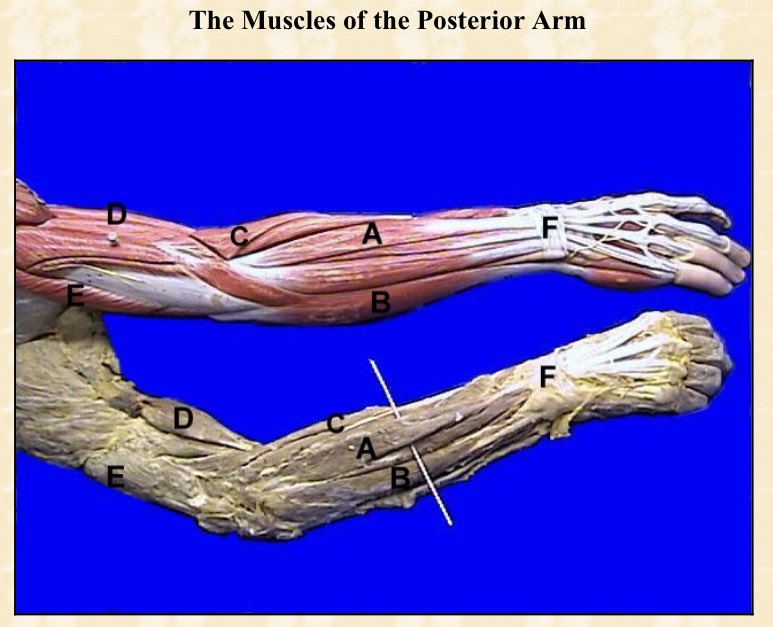 Posterior Forearm Muscles Cadaver