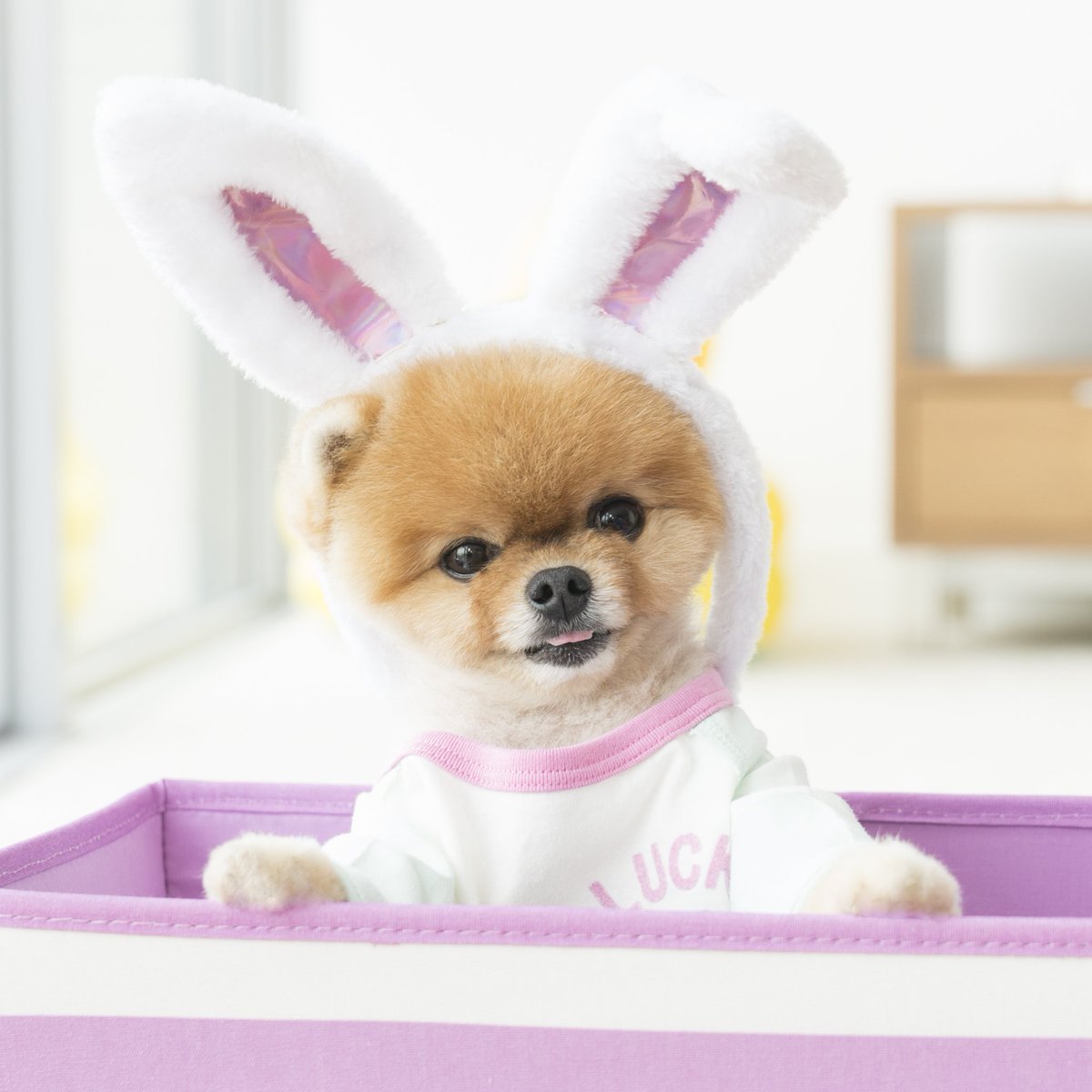 jiffpom @jiffpom Timeline, The Visualized Twitter (Analytics)