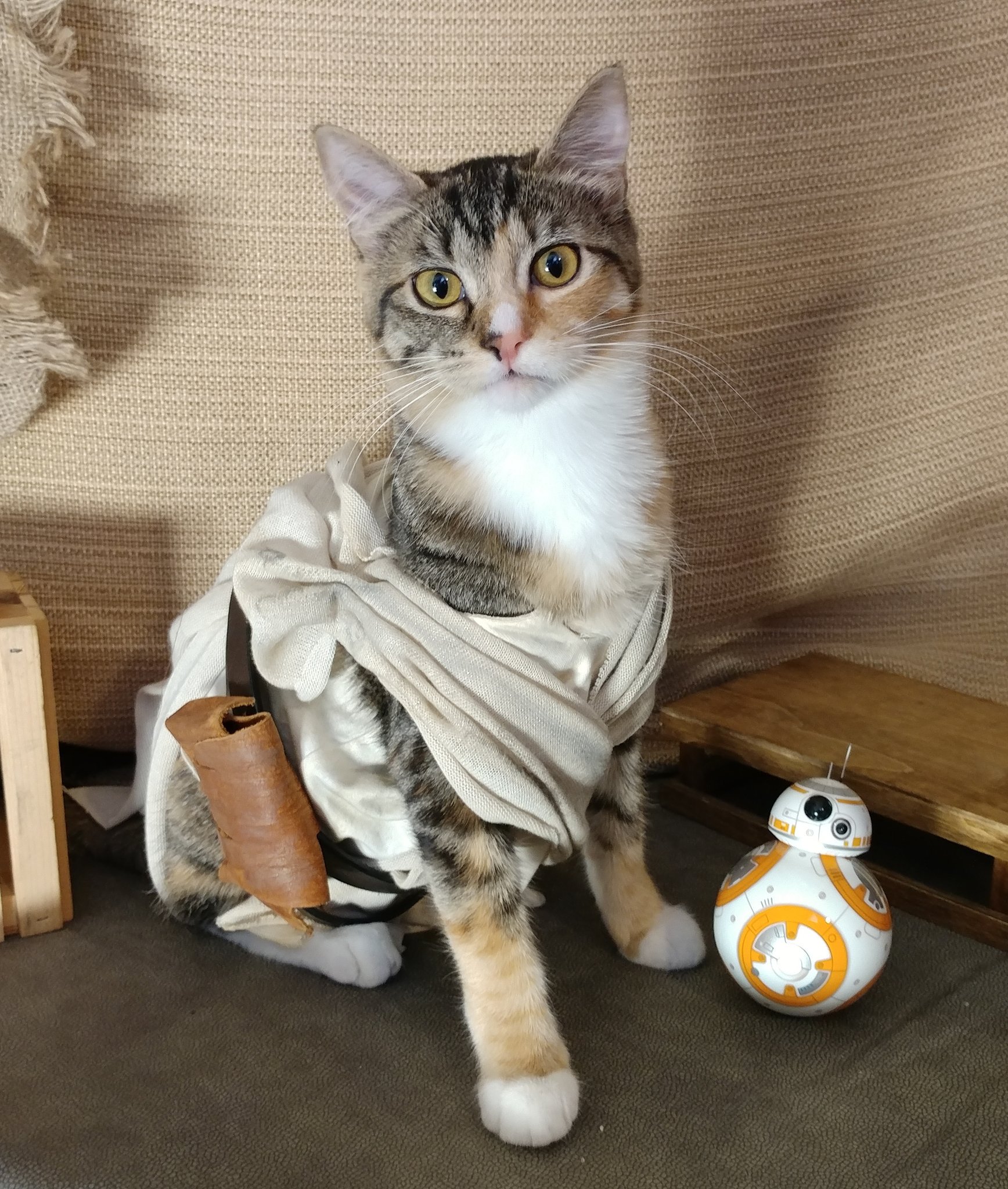 Star Wars Cat Costumes
