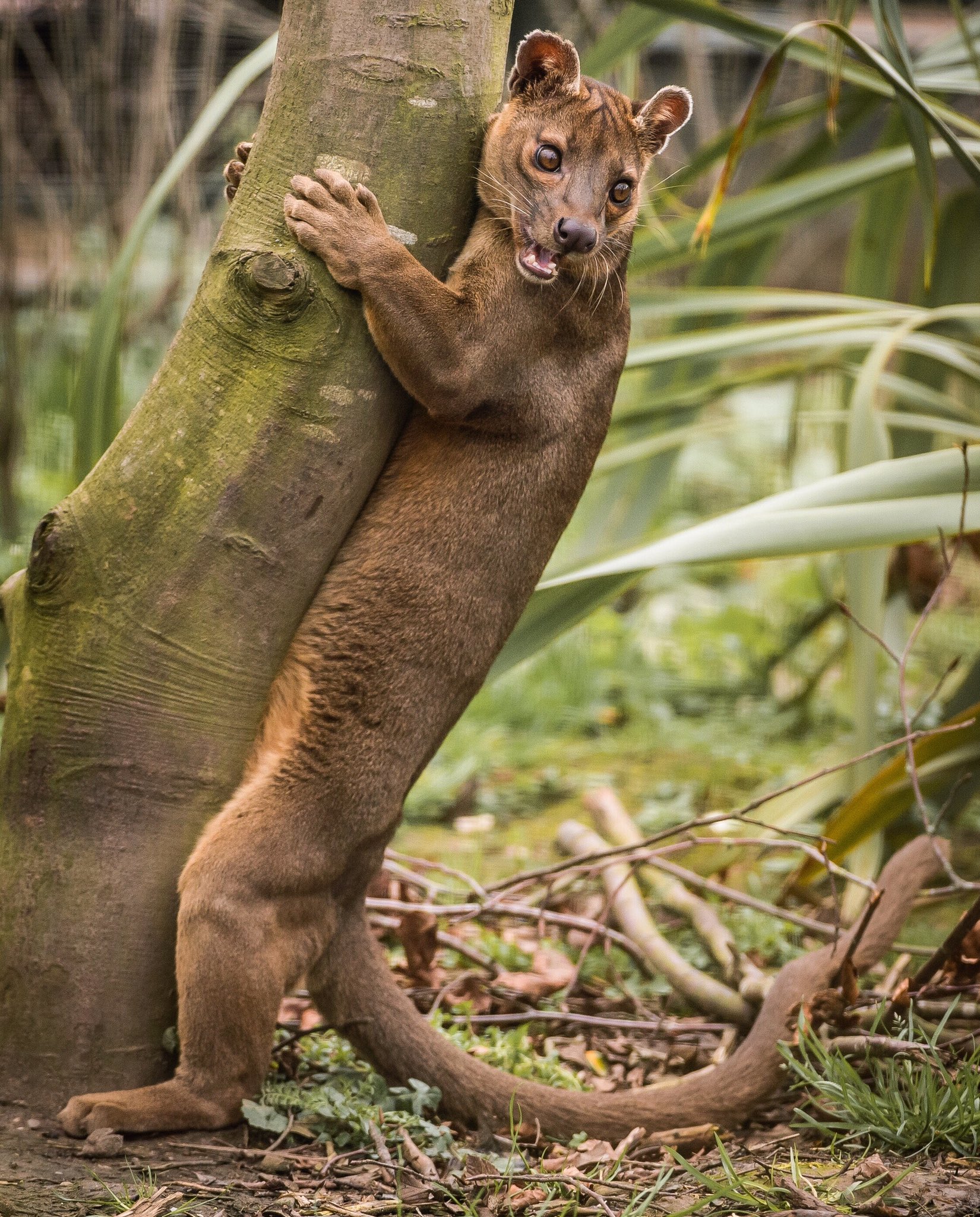 Fossa Tail