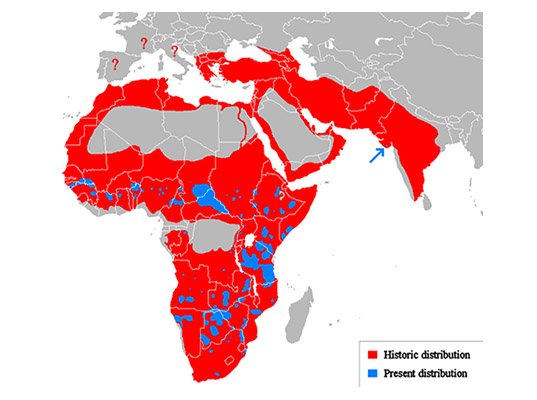 African Elephant Habitat Map