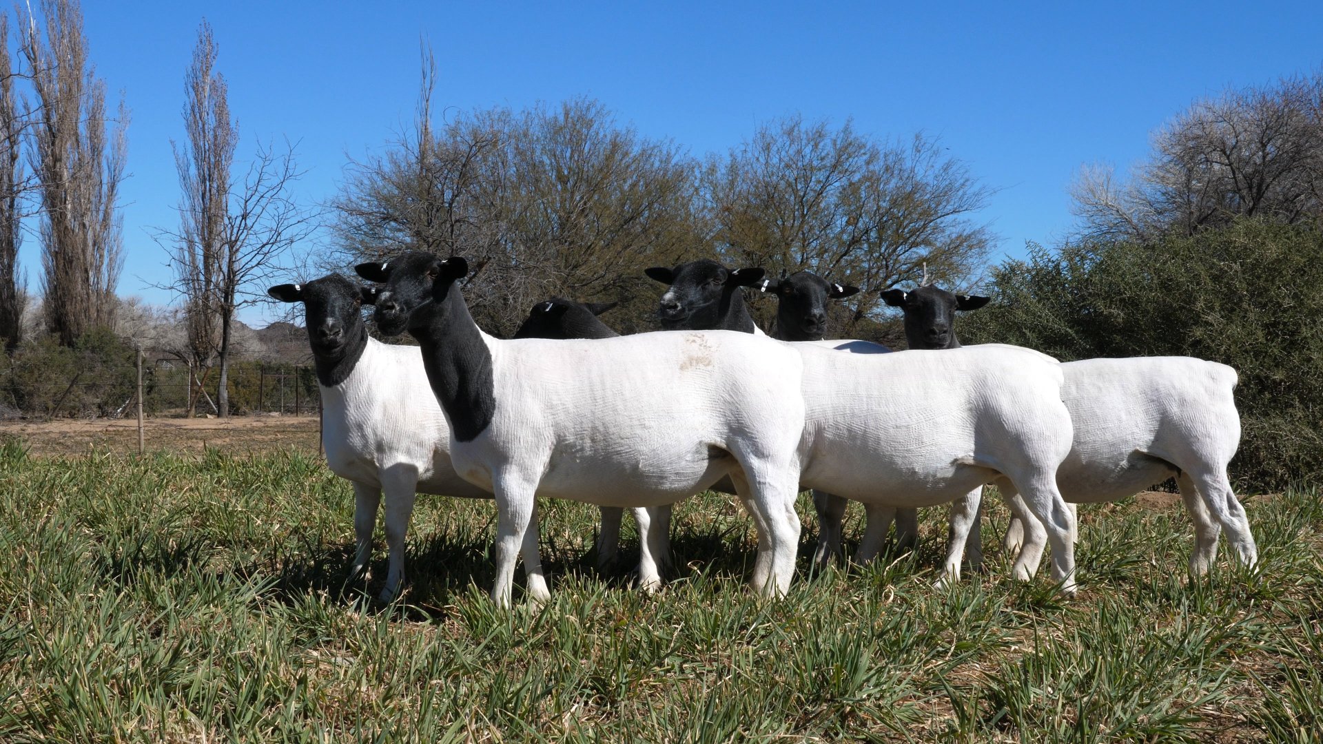 Blackhead Persian Sheep