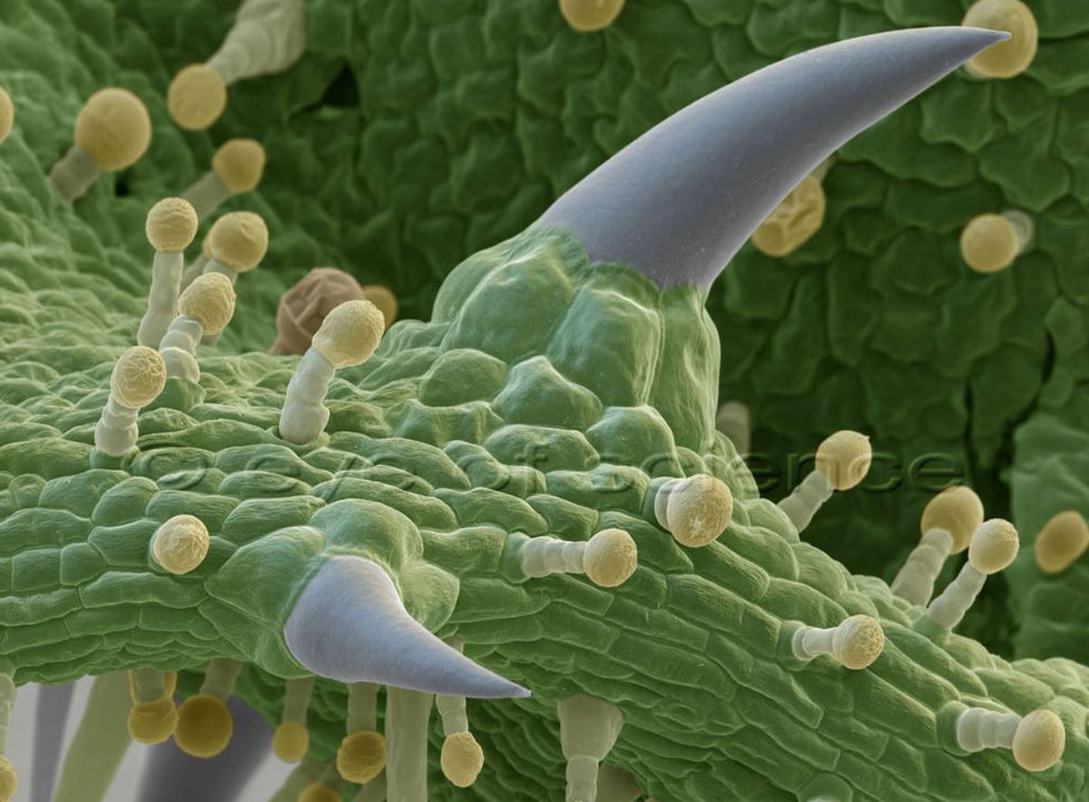 Microscopic Plants