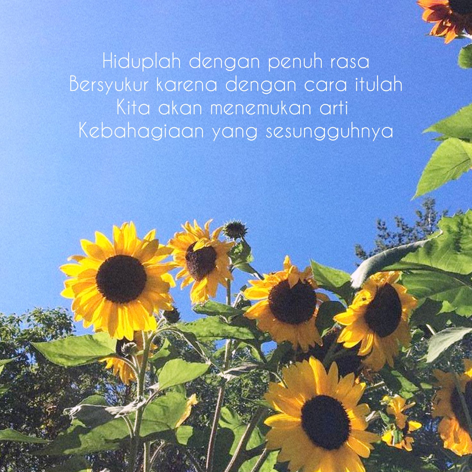 Bunga Matahari Quotes Bunga Matahari Quotes | TikTok