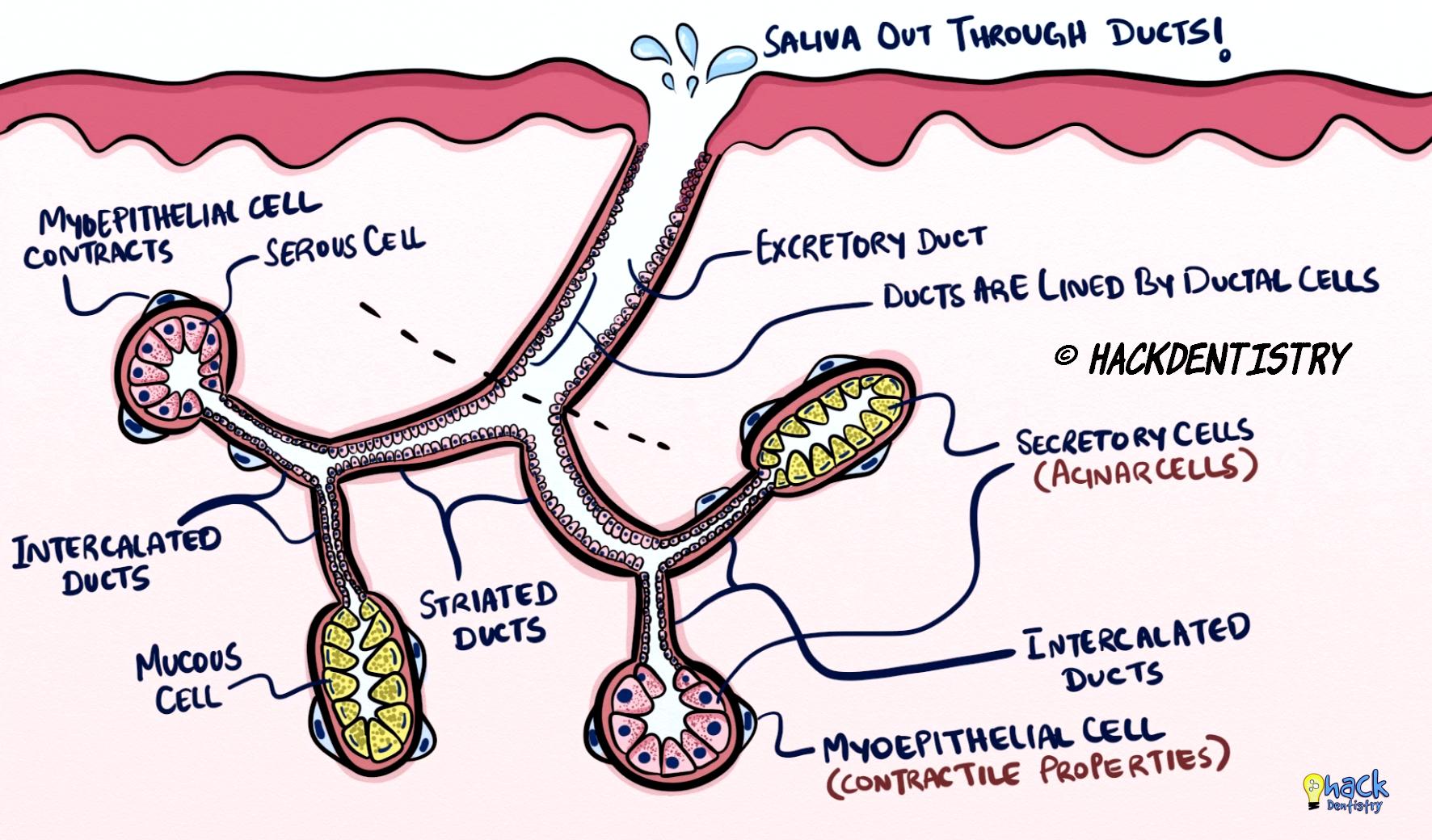 Salivary Gland Duct Histology