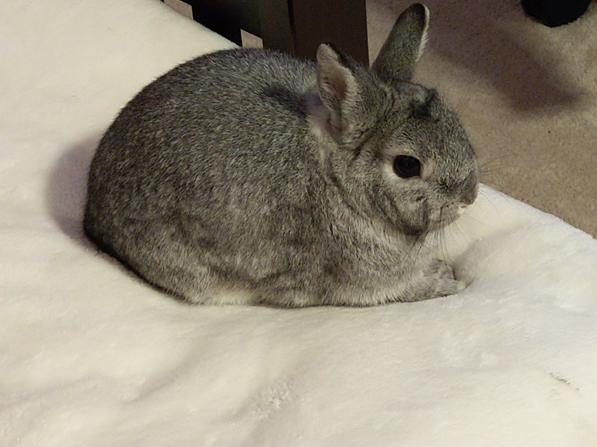 35 best Twitter @dyrus images on Pholder