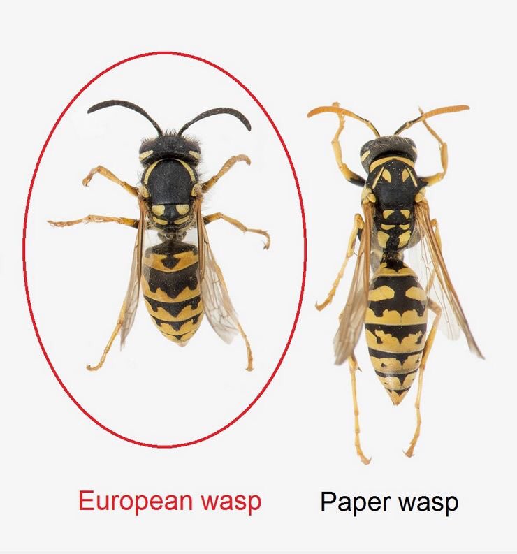 European Wasp
