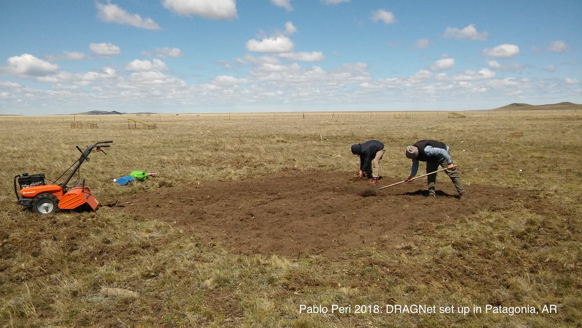 Thread by @NutNetGlobal: "We are launching a new distributed experiment ...