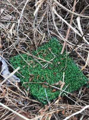 Thread by @NutNetGlobal: "We are launching a new distributed experiment ...