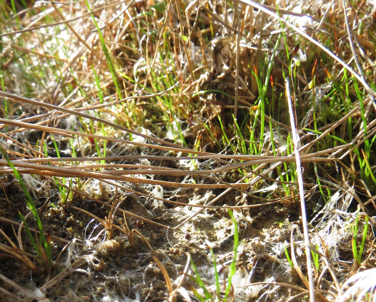 Thread by @NutNetGlobal: "We are launching a new distributed experiment ...