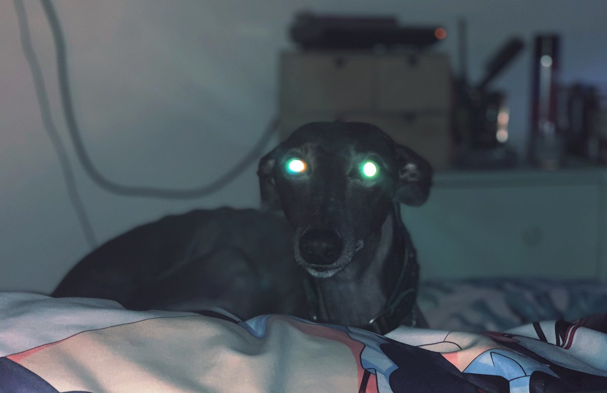 Do Dogs Have Sleep Paralysis
