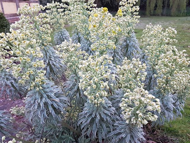 Euphorbia Characias Glacier Blue