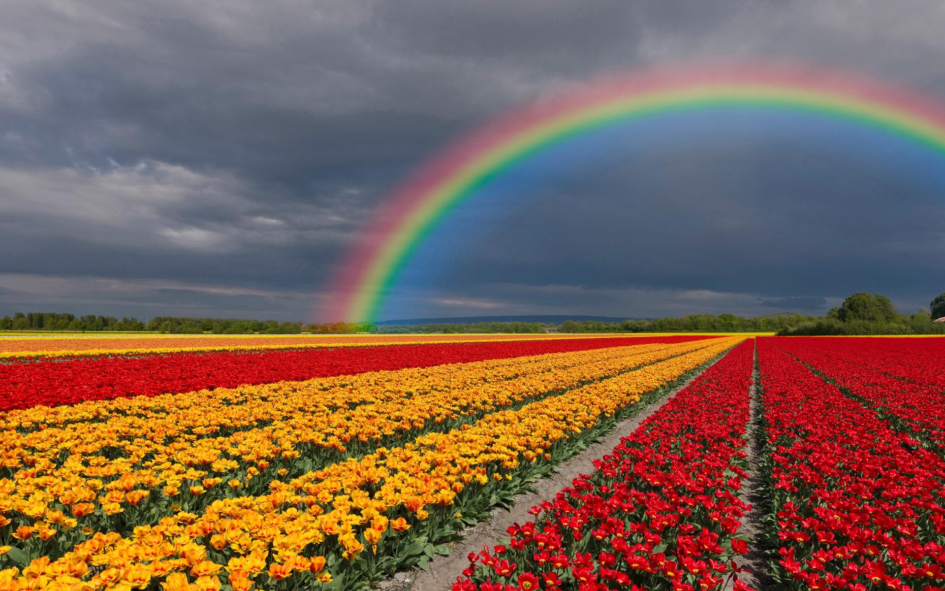 Rainbow Windows 10 Theme Windows 10 Wallpaper Theme Is Colors Of The
