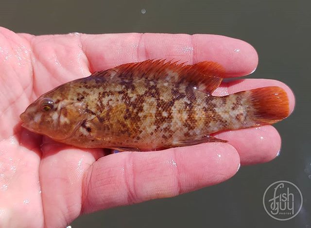 Juvenile Tautog