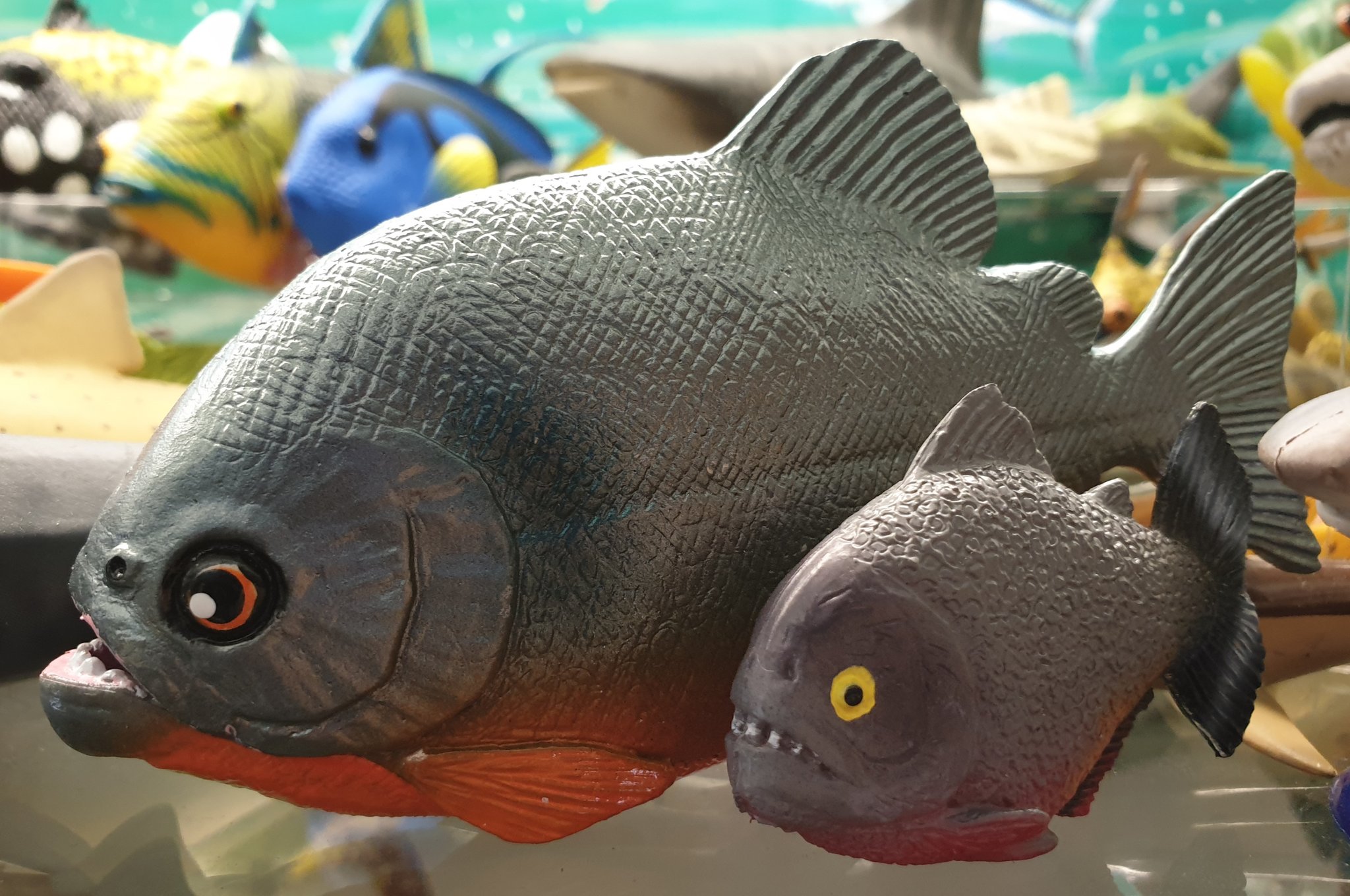 River Monster Piranha