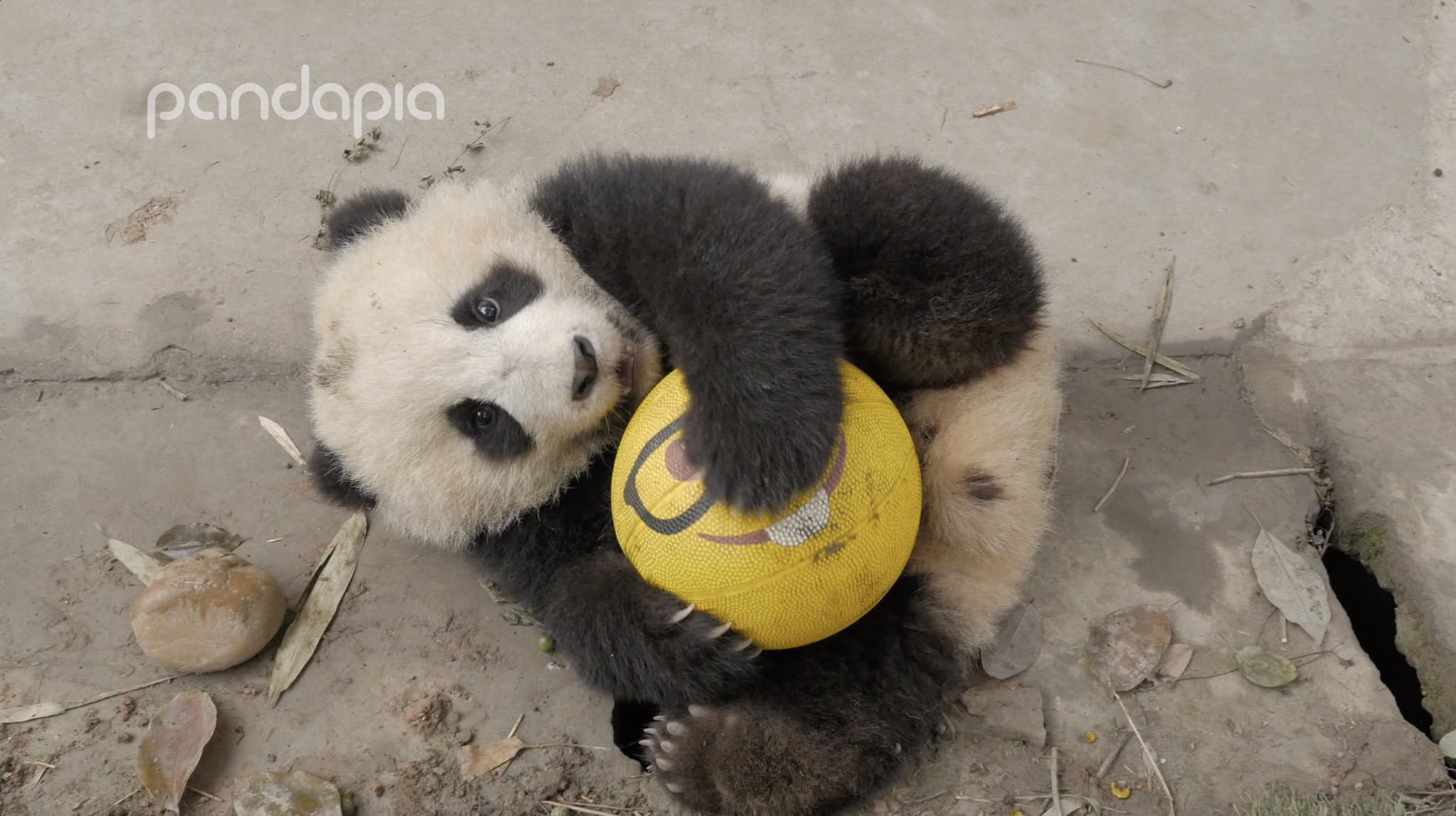 Baby Panda Playing With Ball