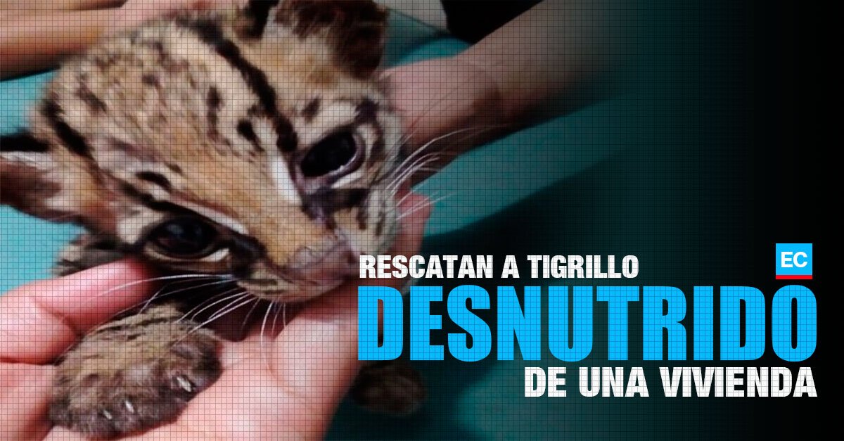 El Comercio on Twitter: "Un cachorro de tigrillo en estado de ...