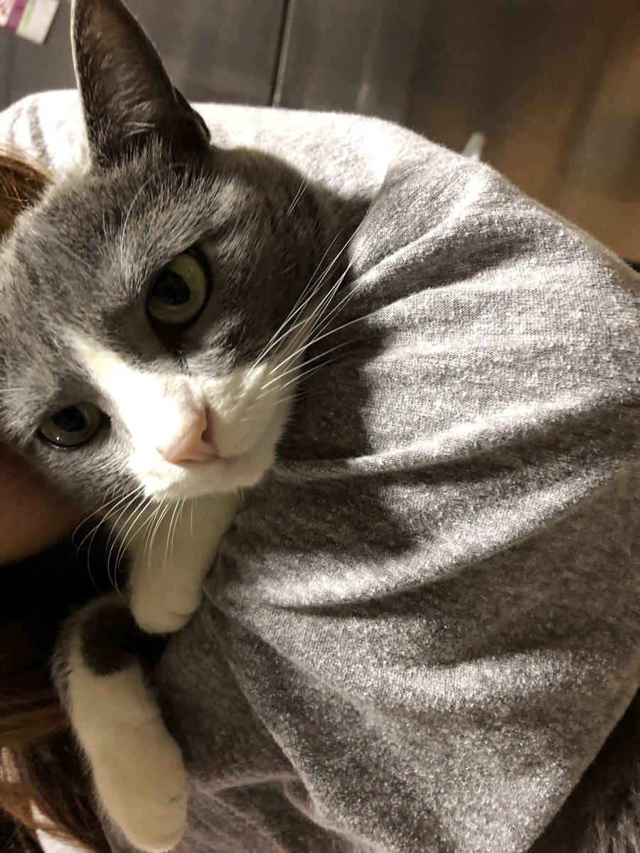 Squish cat - qlerola