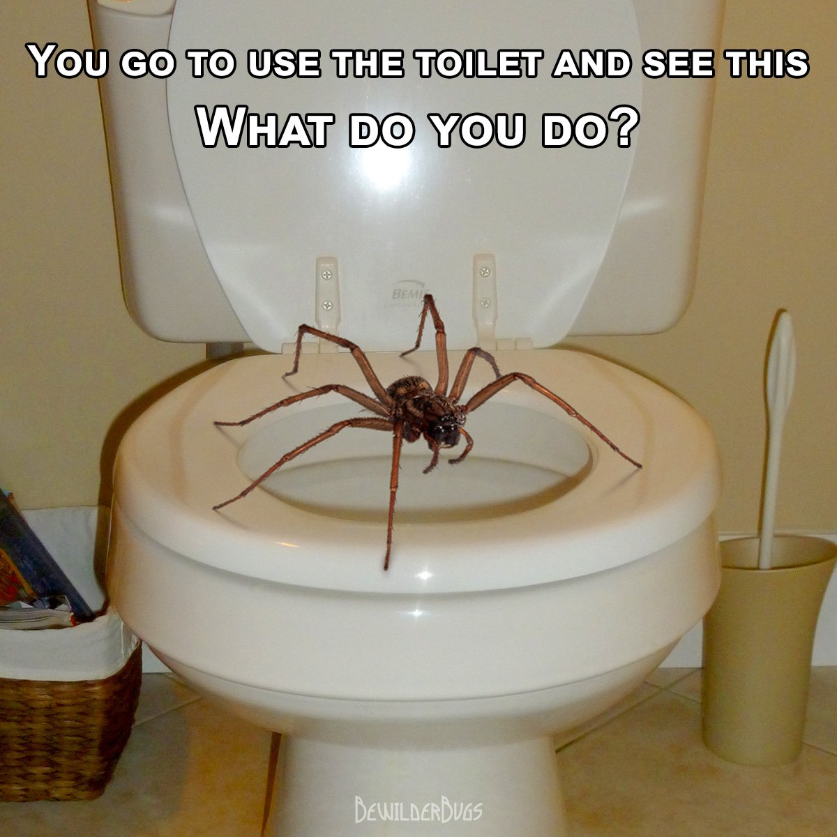 Scary Spider Meme