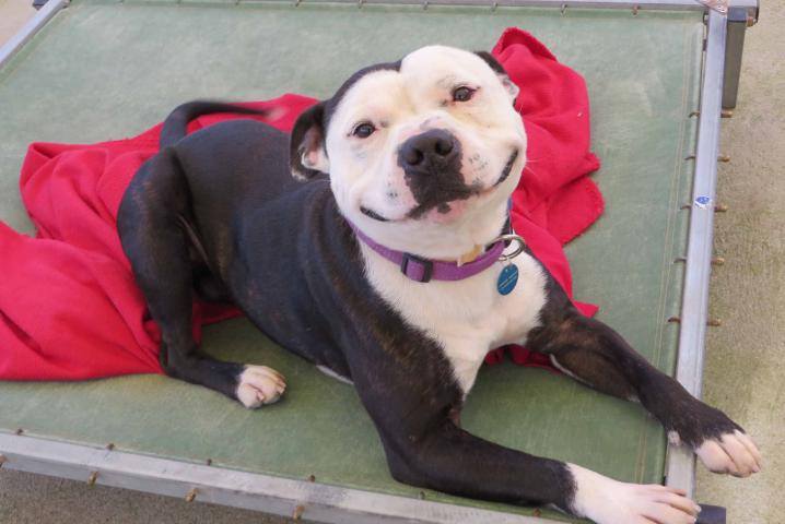 Scary Looking Pitbulls