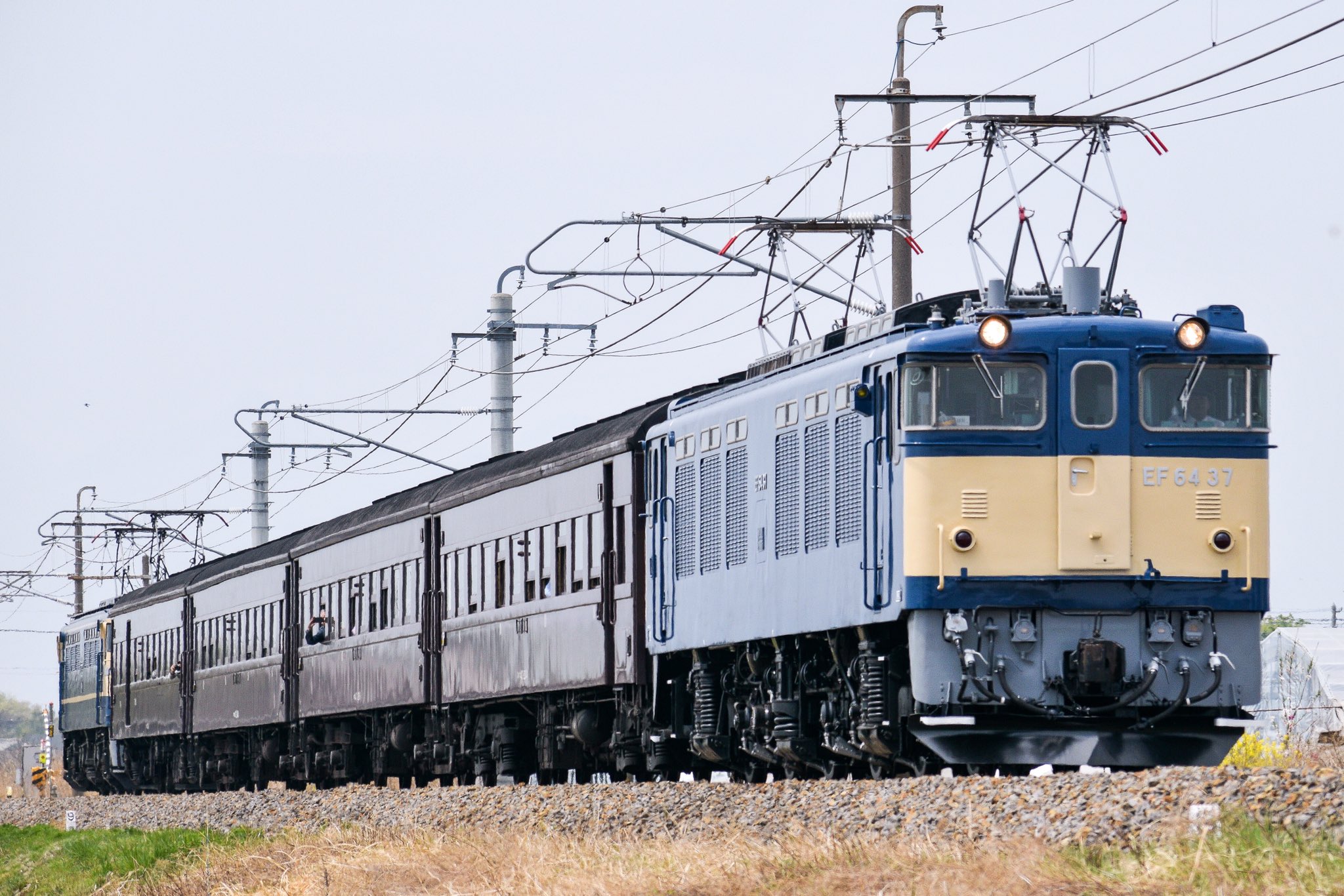 ごとうつー on Twitter: "4/21 9451レ 旧客団臨 EF64 37＋旧客＋EF65 501 @イセコマ ぬるかった😂😂 撮影されてた方々お疲れ様でしたー https://t ...