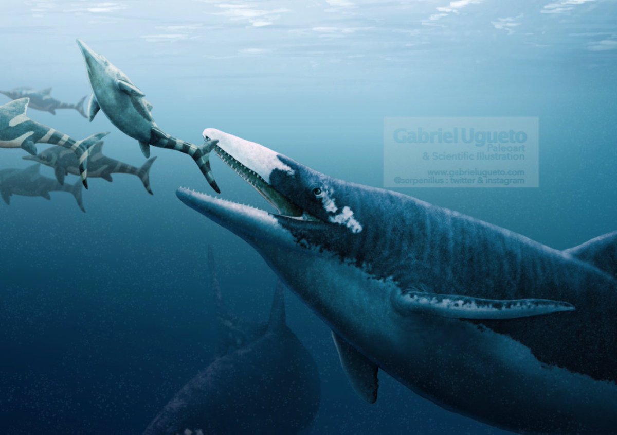 Temnodontosaurus Eye