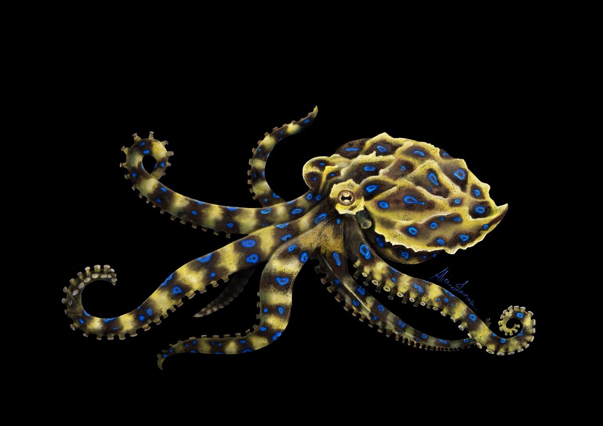 Blue Ringed Octopus Painting