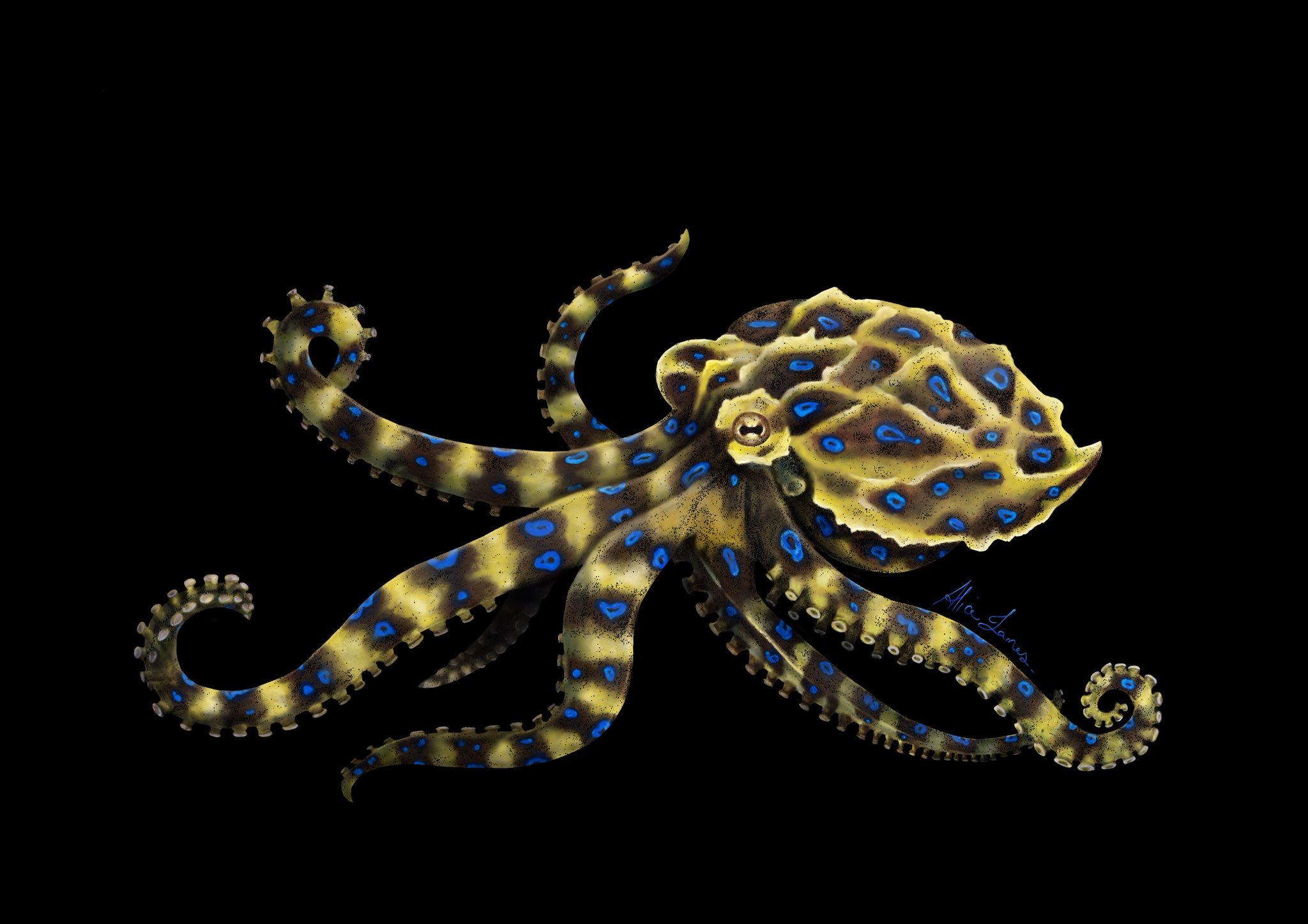 Southern Blue Ringed Octopus