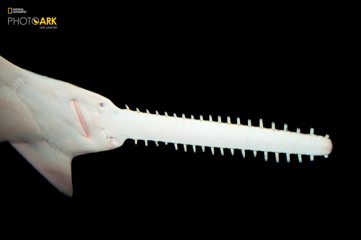 Sawfish are the most endangered of all sharks and rays, with each of ...