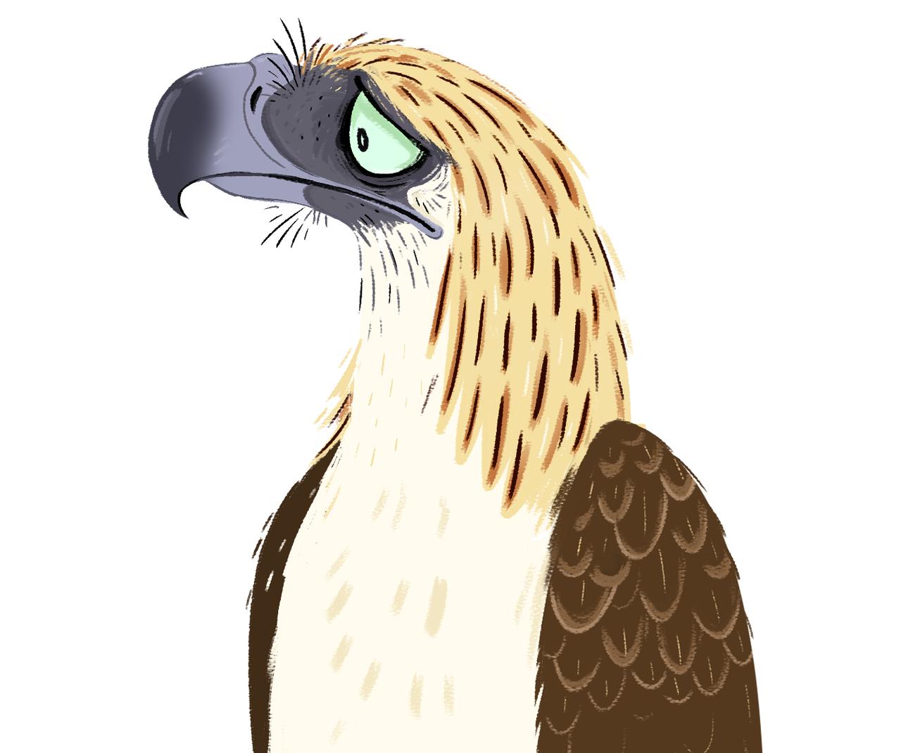 Philippine Eagle Cartoon