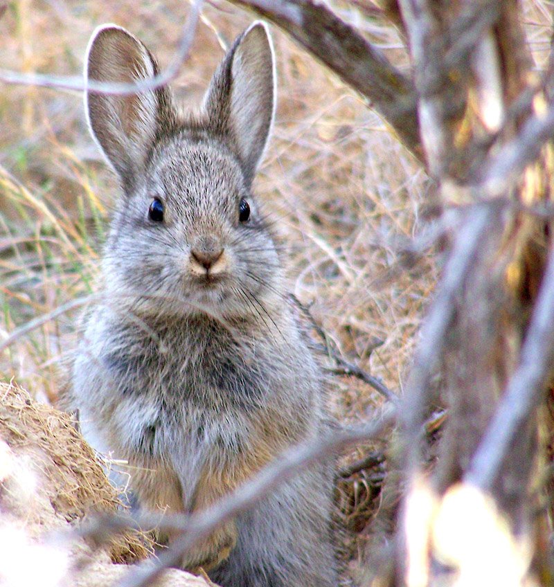 Volcano Rabbit Cute