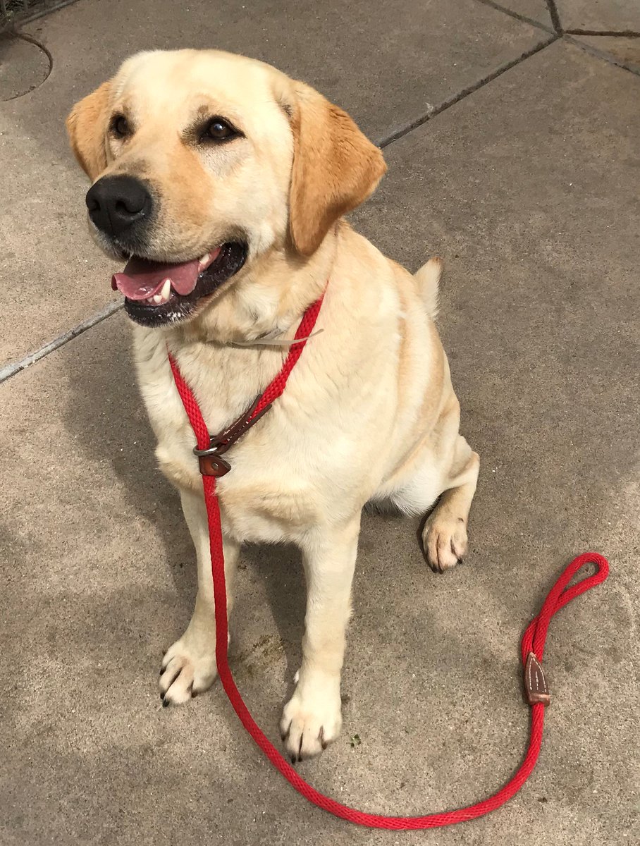 Female Yellow Lab