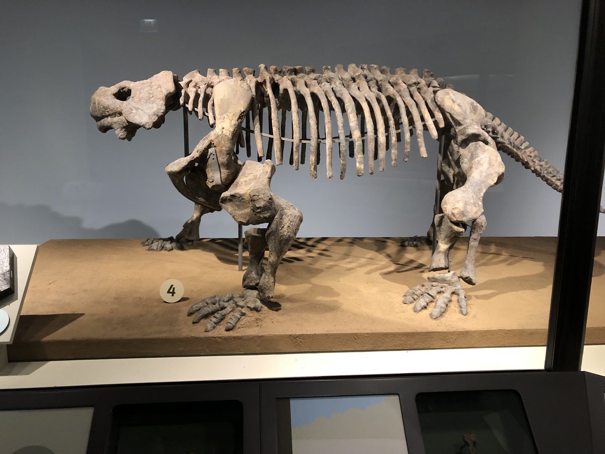 Scutosaurus Skeleton
