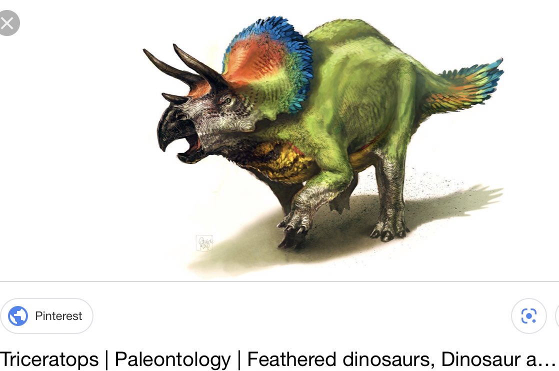 Triceratops Feathers