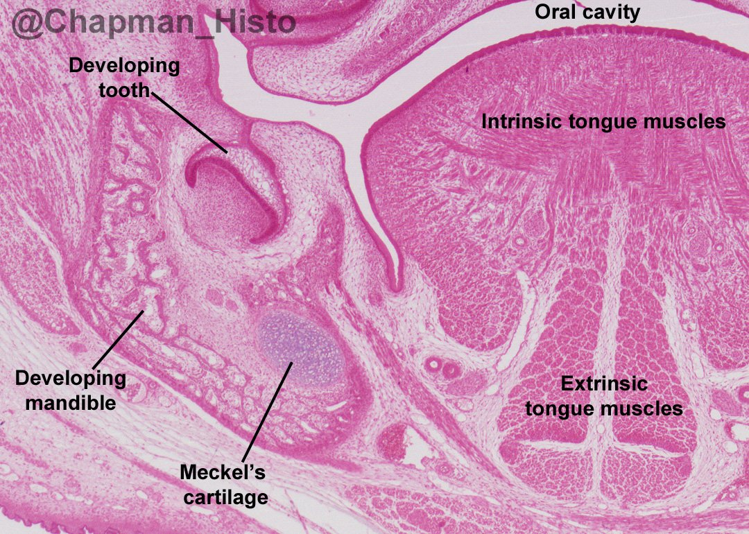 Tooth Histology Labeled