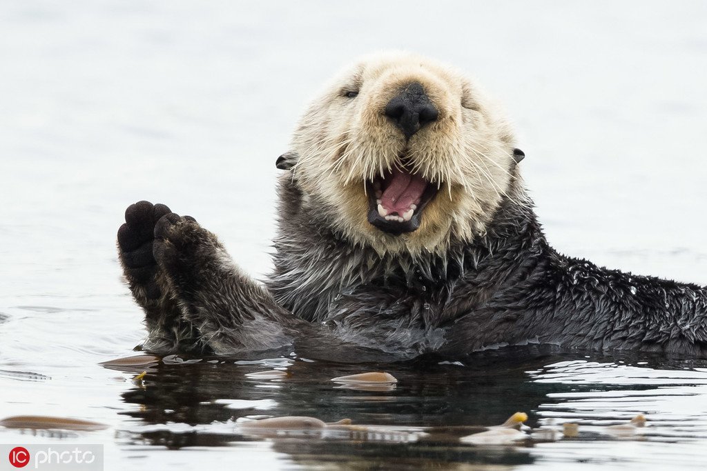 Say cheese! Animals that will you laugh | People's Daily, China | Scoopnest