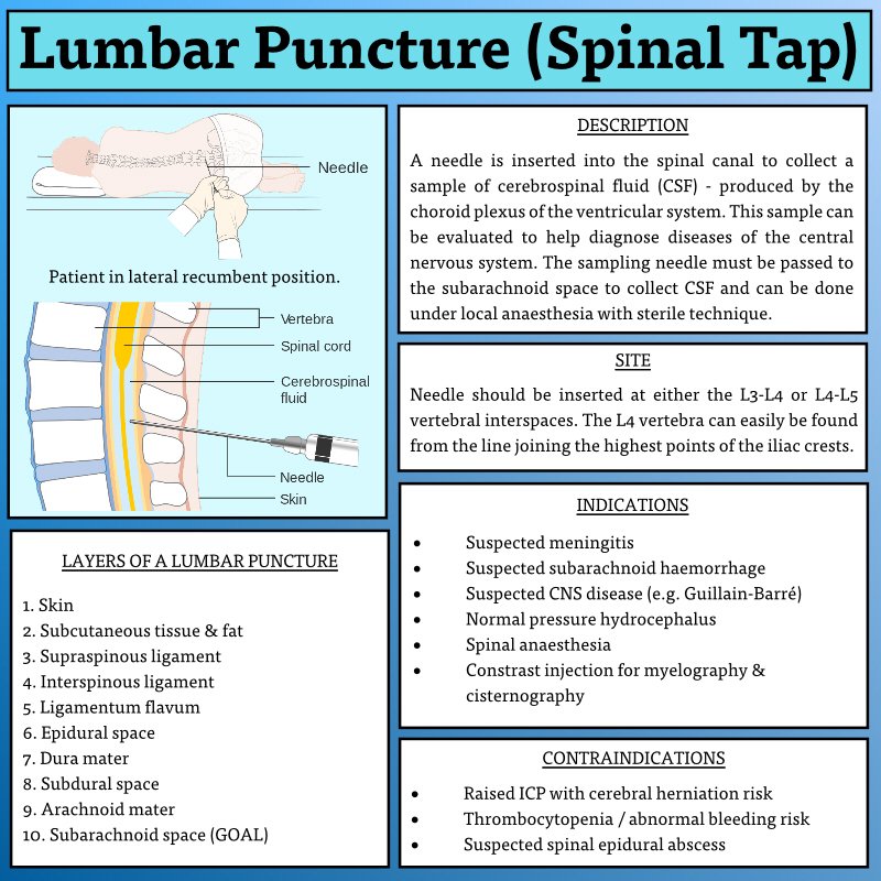 Lumbar Puncture Anatomy