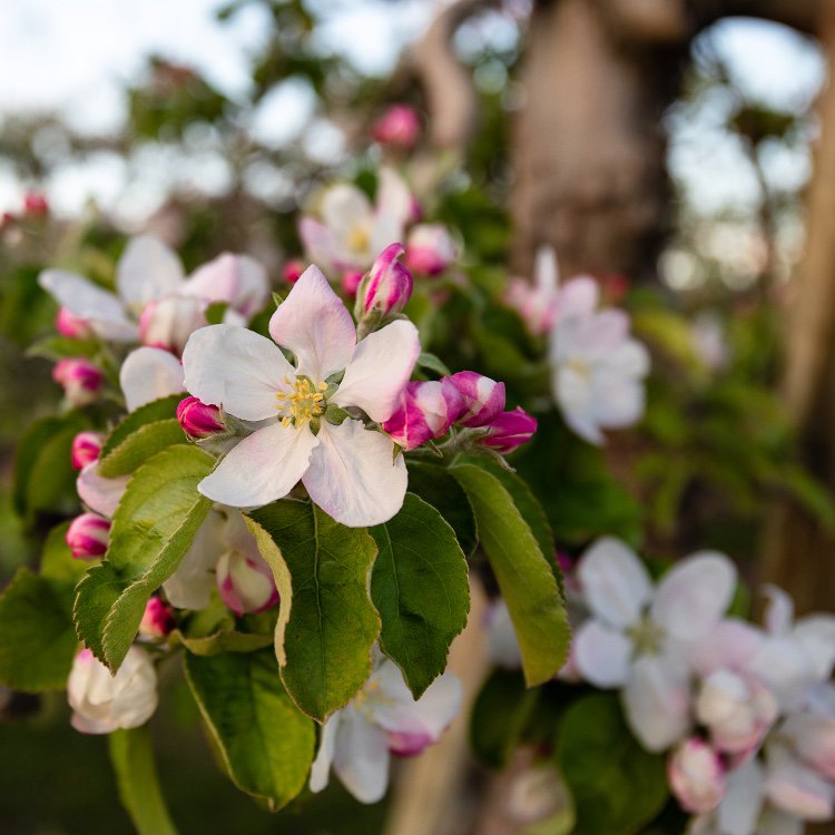 Ambrosia Apple Tree