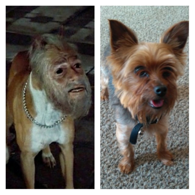 Invasion Of The Body Snatchers Dog