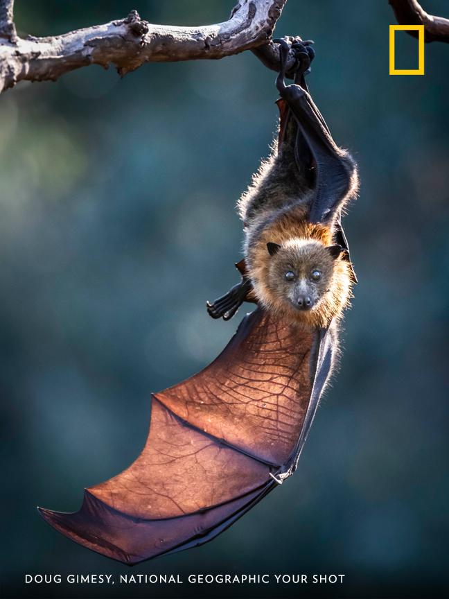 "As the sun starts setting and the Grey-headed Flying-foxes of ...