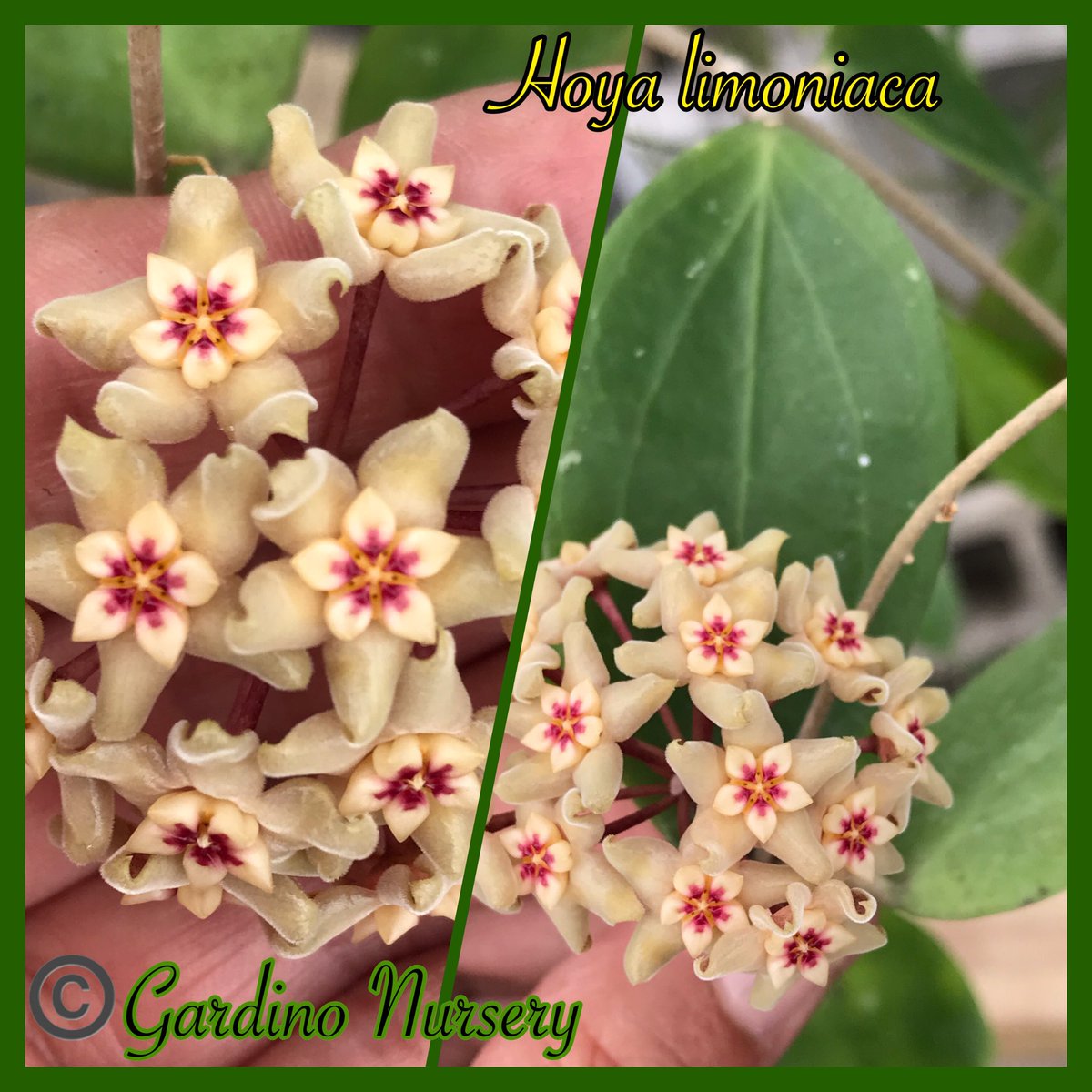 Plants Ferns, Grasses & Bamboo Hoya limoniaca Outdoor & Gardening etna ...