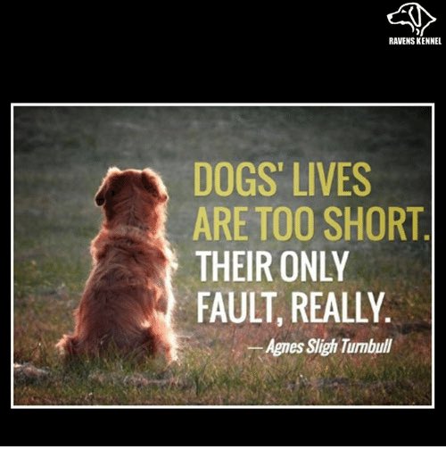 Why Is A Dogs Life So Short