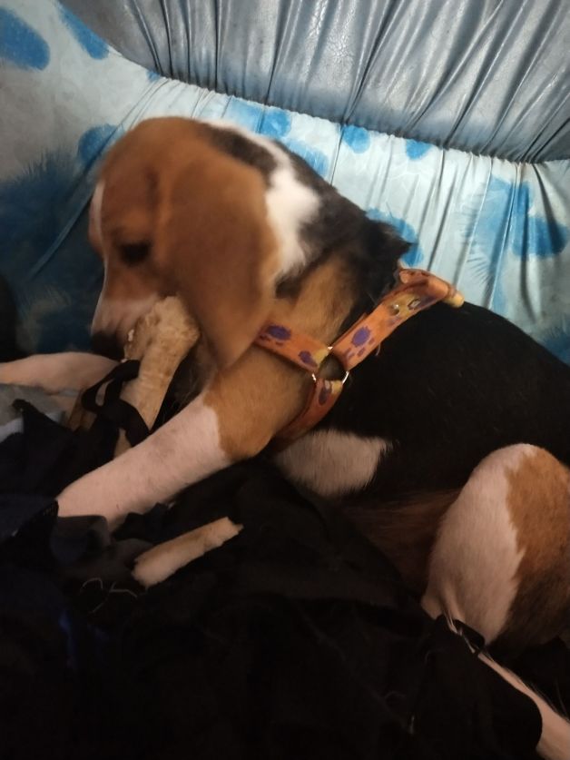 JS100 on Twitter: "สุนัขหาย ชื่อ"มิกกี้" พันธุ์บีเกิ้ล เพศผู้ อายุ 1 ปี ลักษณะขนสีน้ำตาลแซมขาว ...