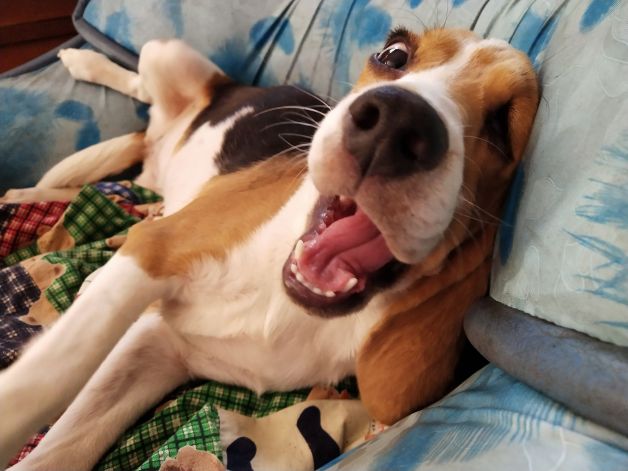 JS100 on Twitter: "สุนัขหาย ชื่อ"มิกกี้" พันธุ์บีเกิ้ล เพศผู้ อายุ 1 ปี ลักษณะขนสีน้ำตาลแซมขาว ...