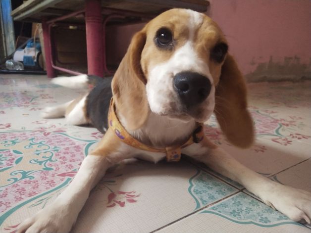 JS100 on Twitter: "สุนัขหาย ชื่อ"มิกกี้" พันธุ์บีเกิ้ล เพศผู้ อายุ 1 ปี ลักษณะขนสีน้ำตาลแซมขาว ...