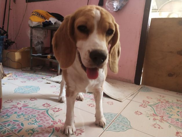 JS100 on Twitter: "สุนัขหาย ชื่อ"มิกกี้" พันธุ์บีเกิ้ล เพศผู้ อายุ 1 ปี ลักษณะขนสีน้ำตาลแซมขาว ...