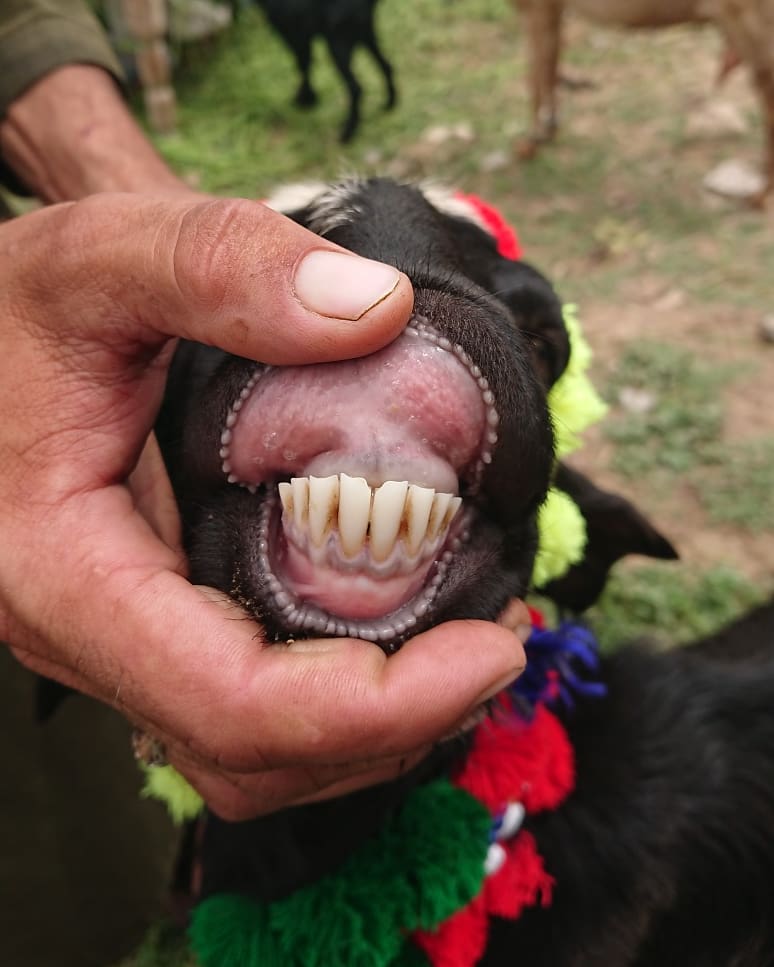 Goat Teeth