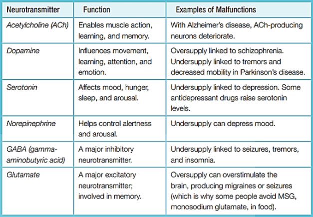 Neurotransmitters Chart Neurotransmitters Chart
