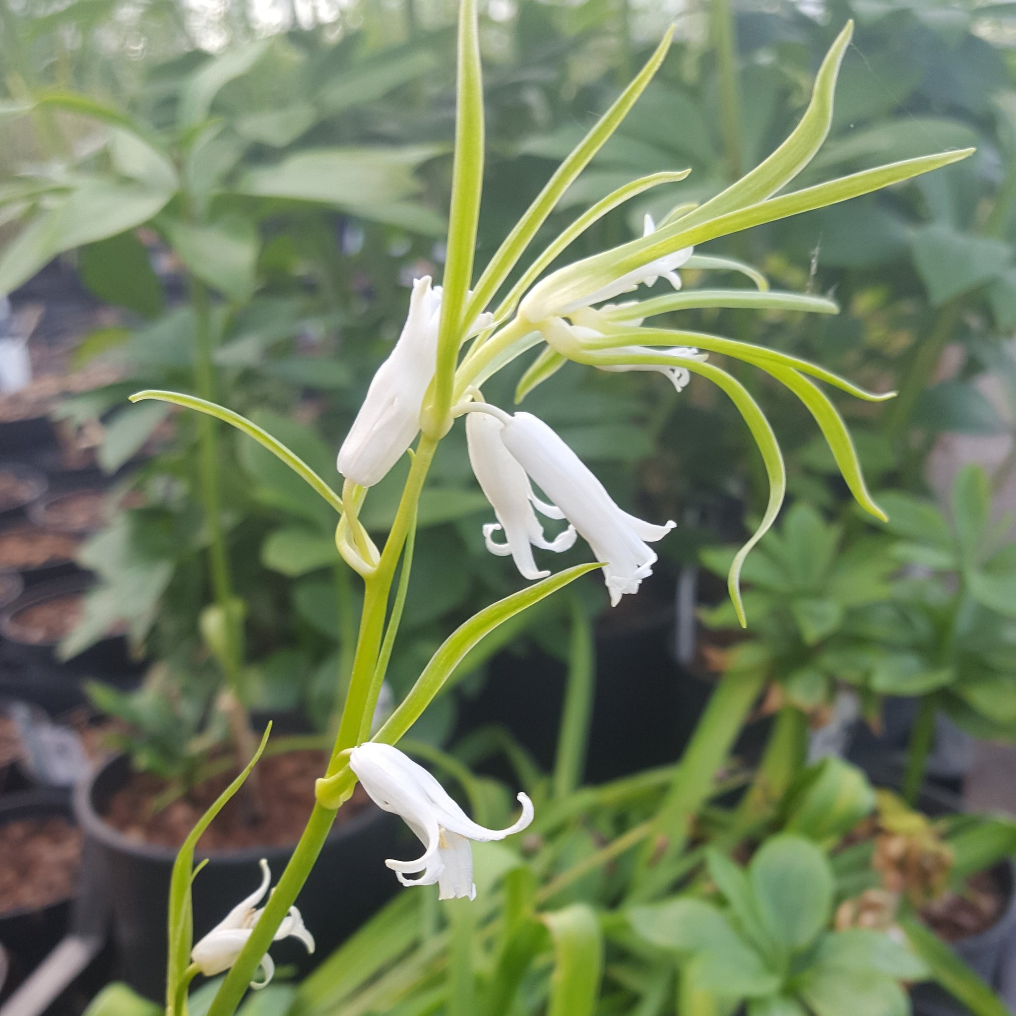 Bracteate Flowers