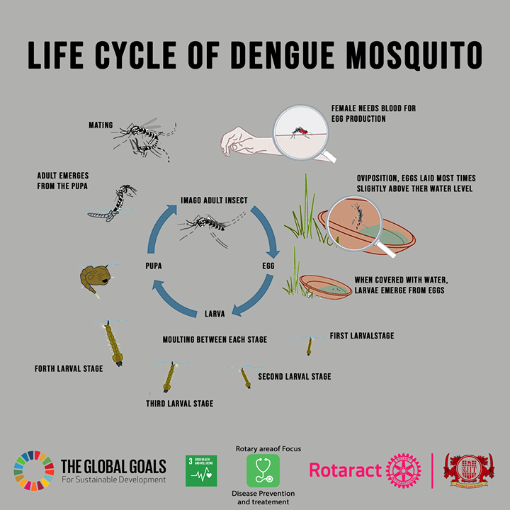 Mosquito Life Cycle Dengue Cdc - vrogue.co Mosquito Life Cycle Dengue Cdc - vrogue.co